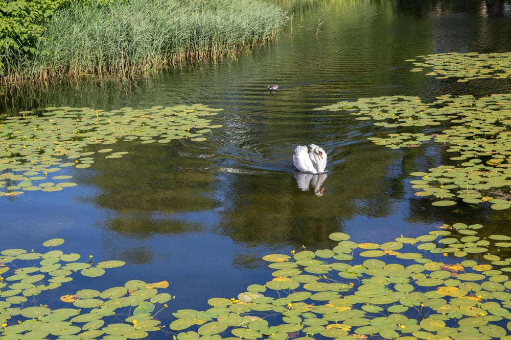 Biodiversity Net Gain - Navigating the New Legislation